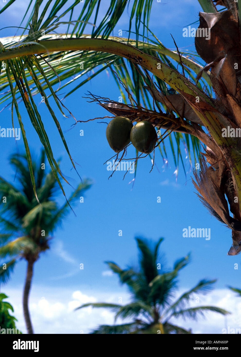 Coconuts on tree branch Stock Photo - Alamy