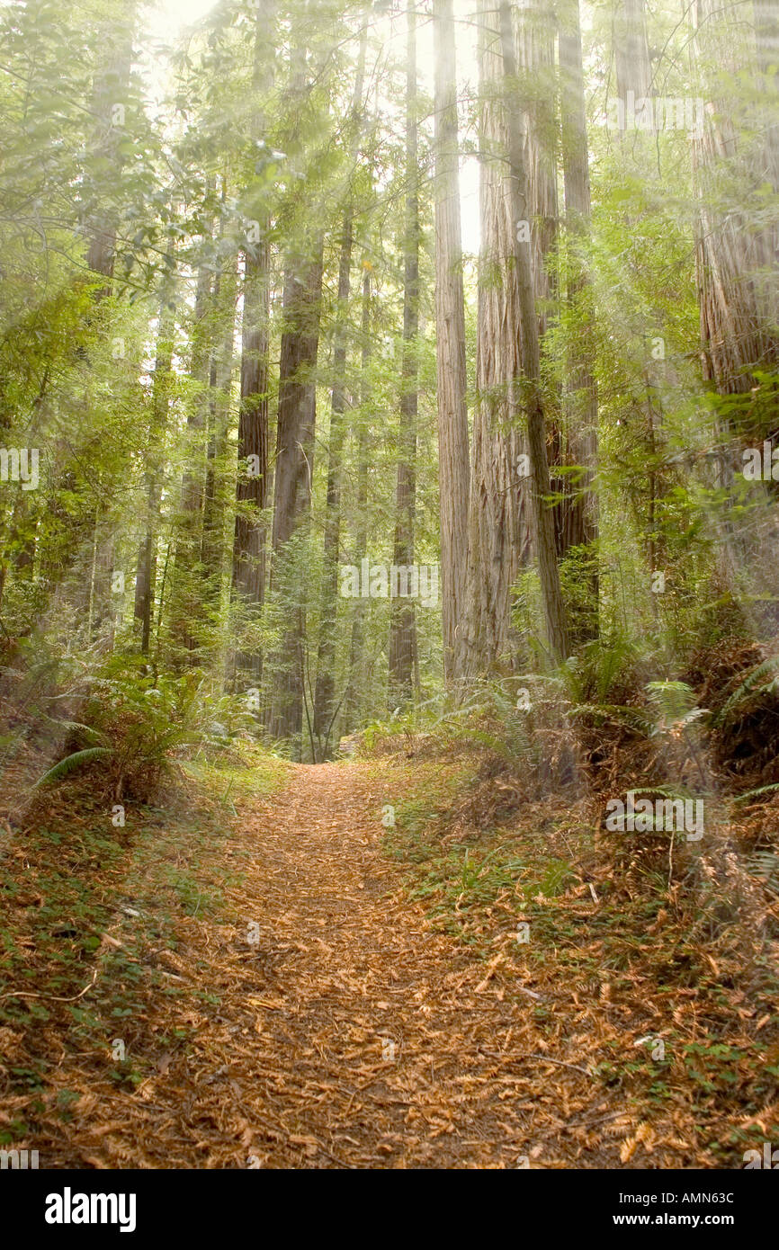 Northern California USA Redwood Trees Stock Photo - Alamy