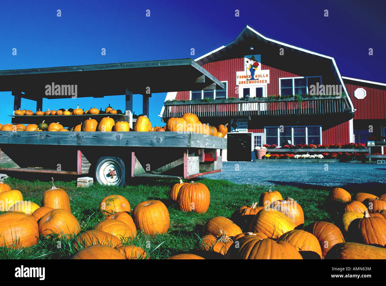 Pumpkins and red barn in Maryland, USA Stock Photo - Alamy