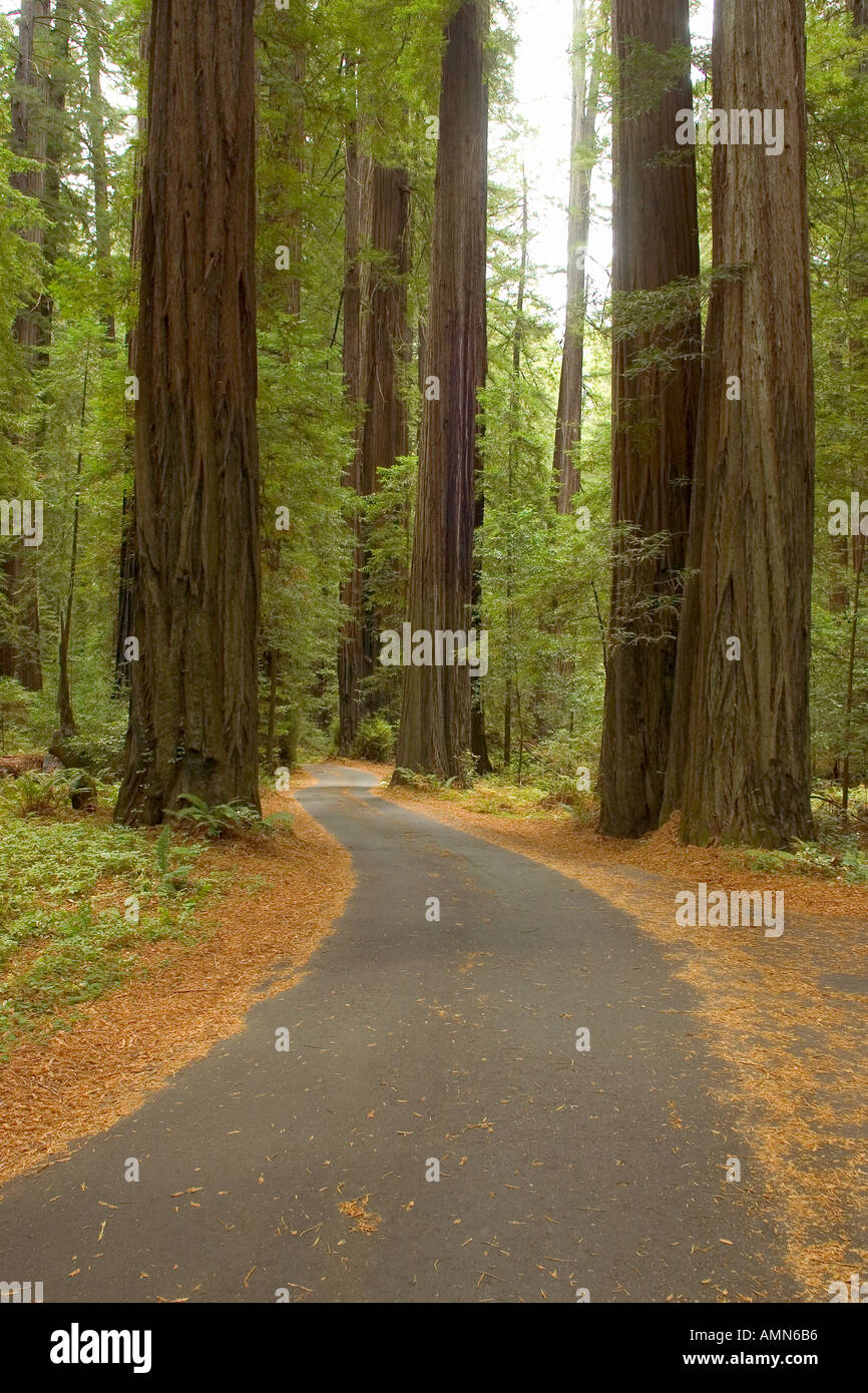 Lush green tress landscape hi-res stock photography and images - Alamy