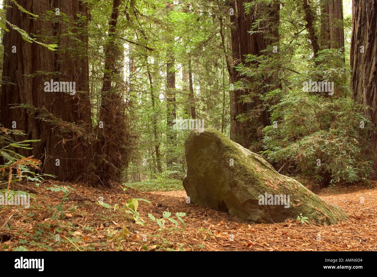 Northern California Redwood Trees Stock Photo - Alamy