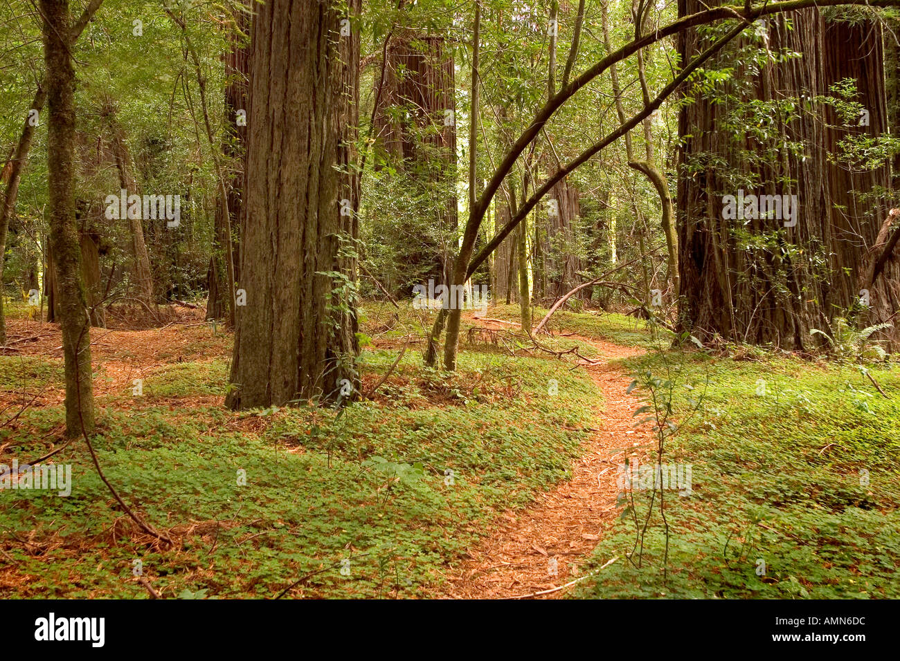 Redwood trees trail Stock Photo - Alamy