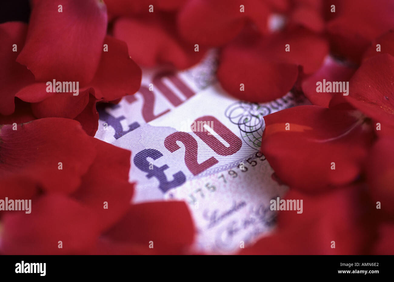 Coming up Roses Stock Photo - Alamy