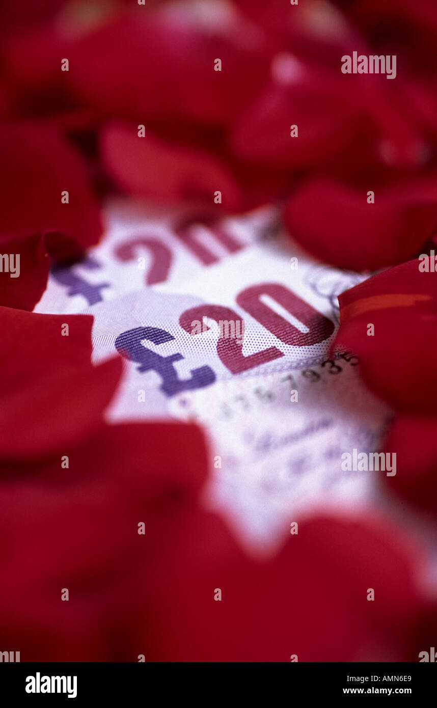 Coming up Roses Stock Photo - Alamy