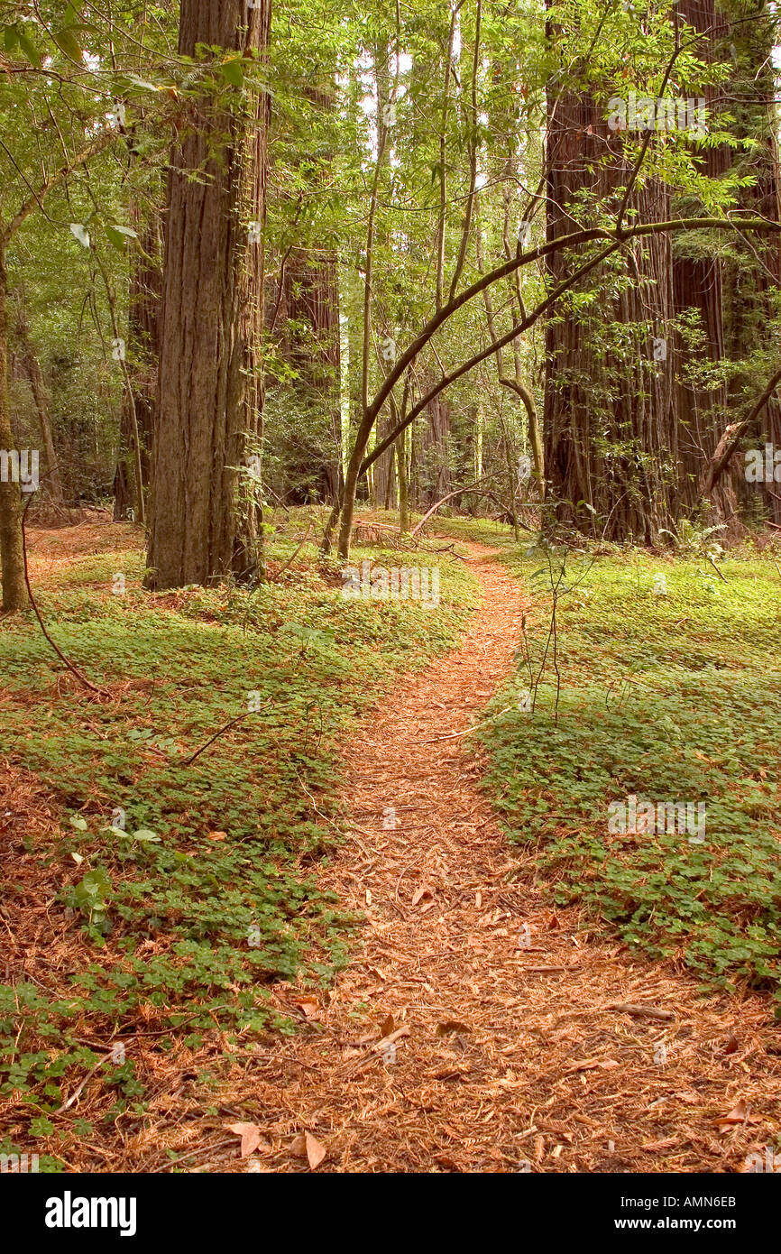Redwood trees trail Stock Photo - Alamy