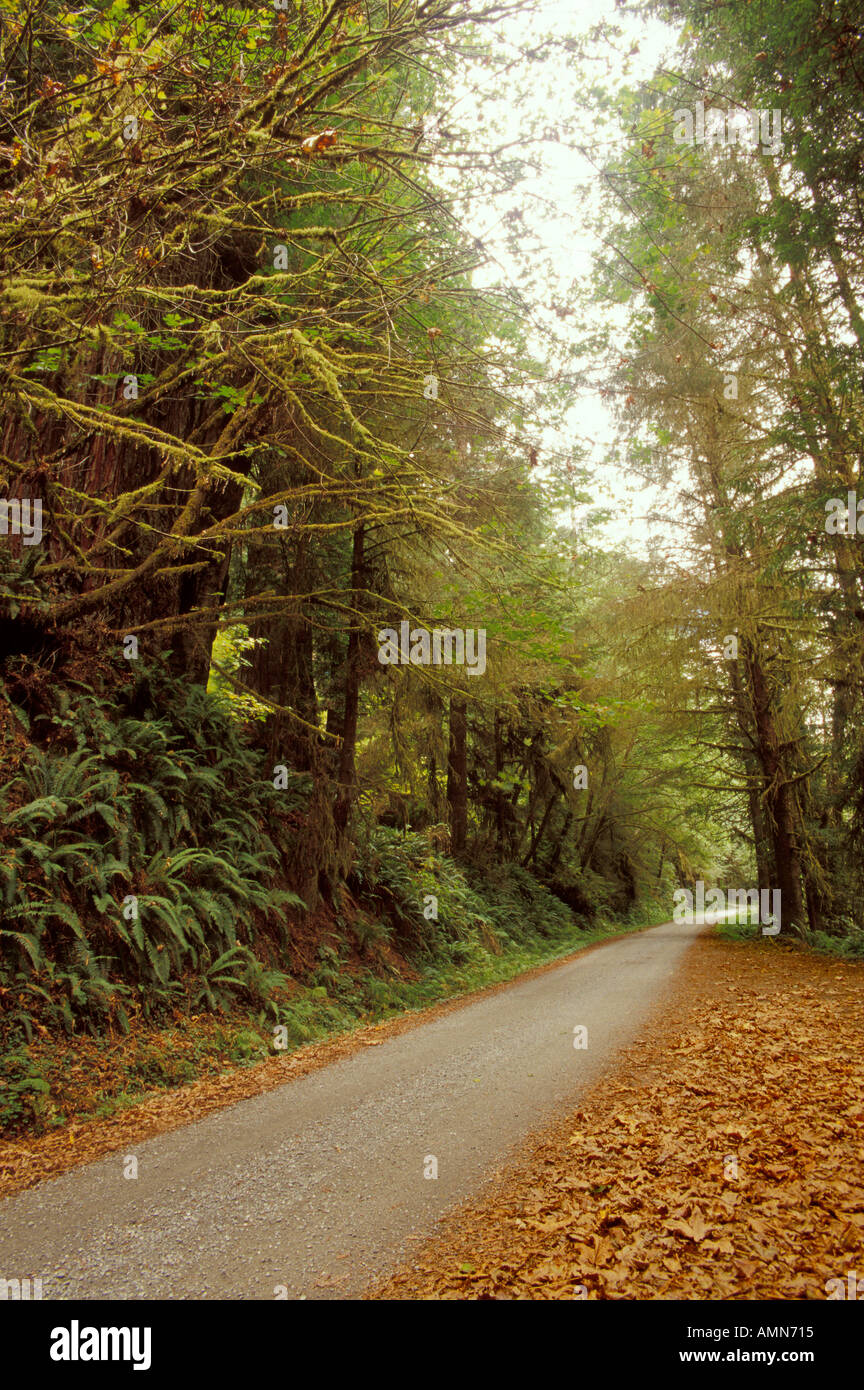 Northern California Redwood Trees Road Stock Photo - Alamy