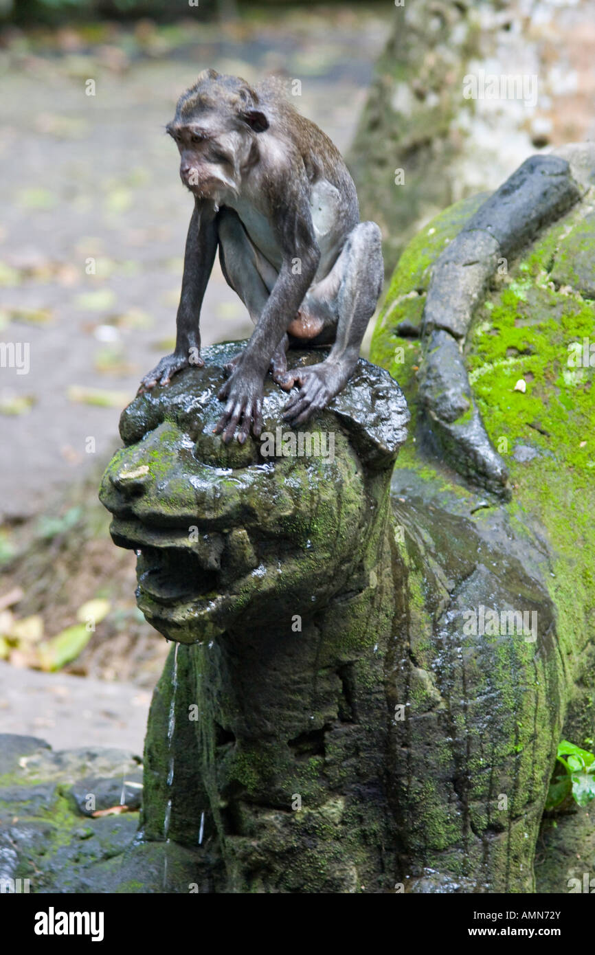 Wet Long Tailed Macaques Macaca Fascicularis on Hindu Stone Statue ...