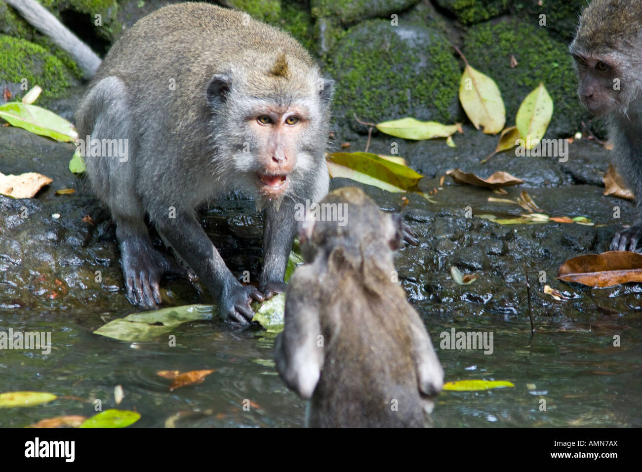 Primate fight hi-res stock photography and images - Alamy