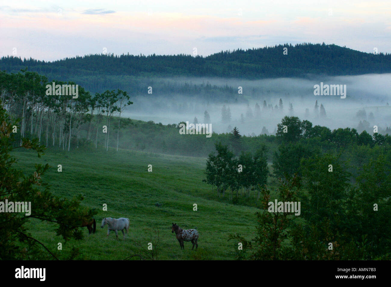 Poor pasture hi-res stock photography and images - Alamy