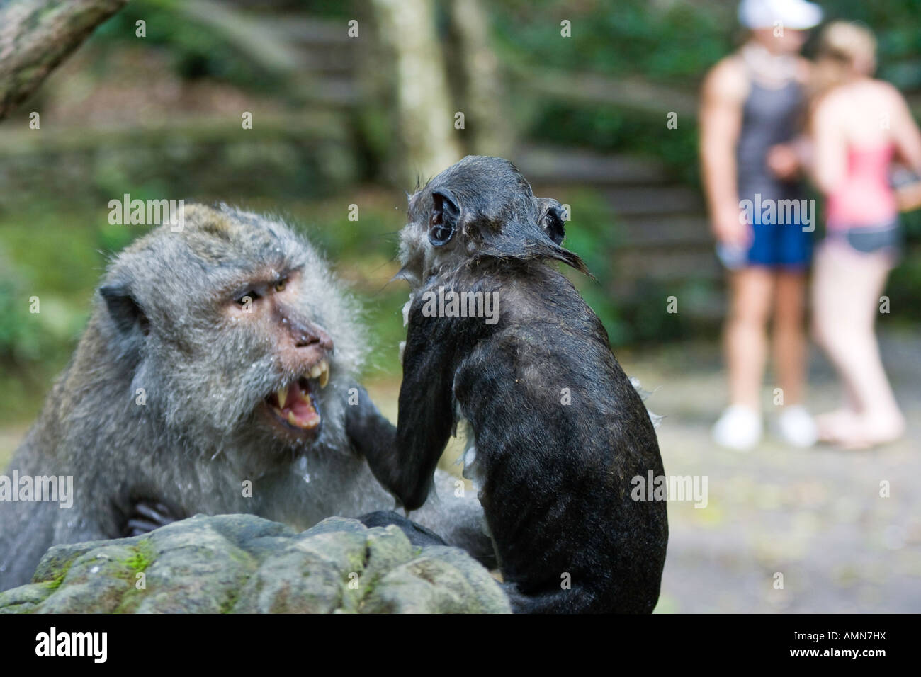 Angry monkey hi-res stock photography and images - Alamy