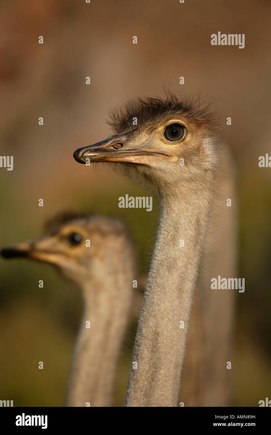 Portrait of two ostrich females Stock Photo - Alamy