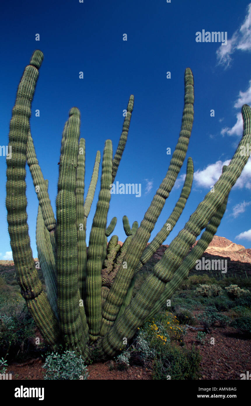 Organ Pipe Cactus (Stenocereus thurberi), Organ Pipe Cactus National ...