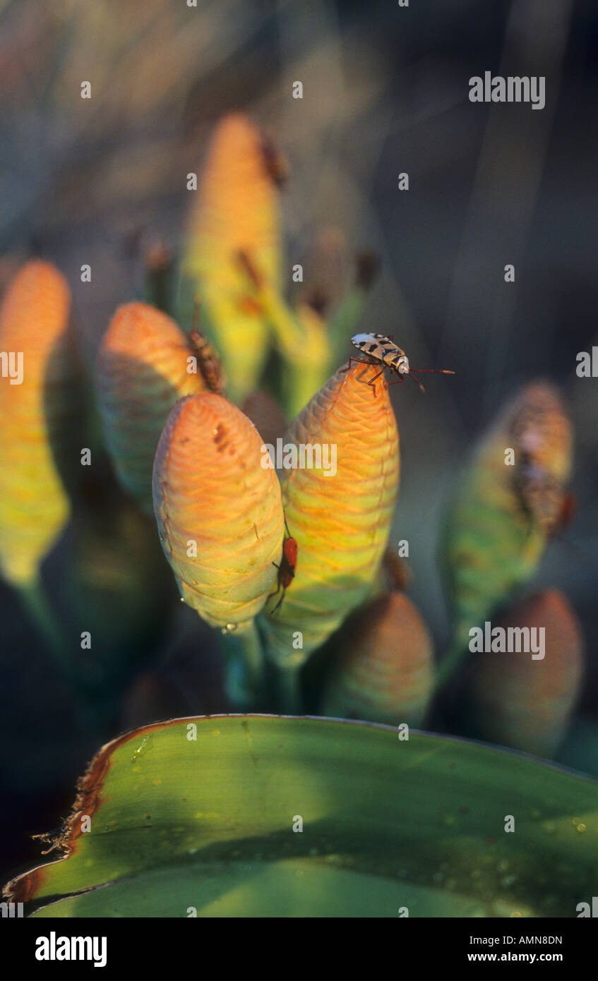 Flowers of Welwitschia mirabalis with bug Stock Photo - Alamy