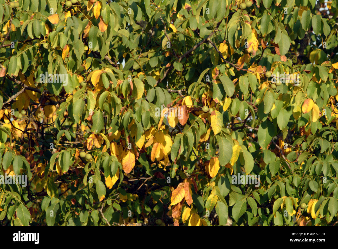 Walnuts and leaves in France Stock Photo - Alamy