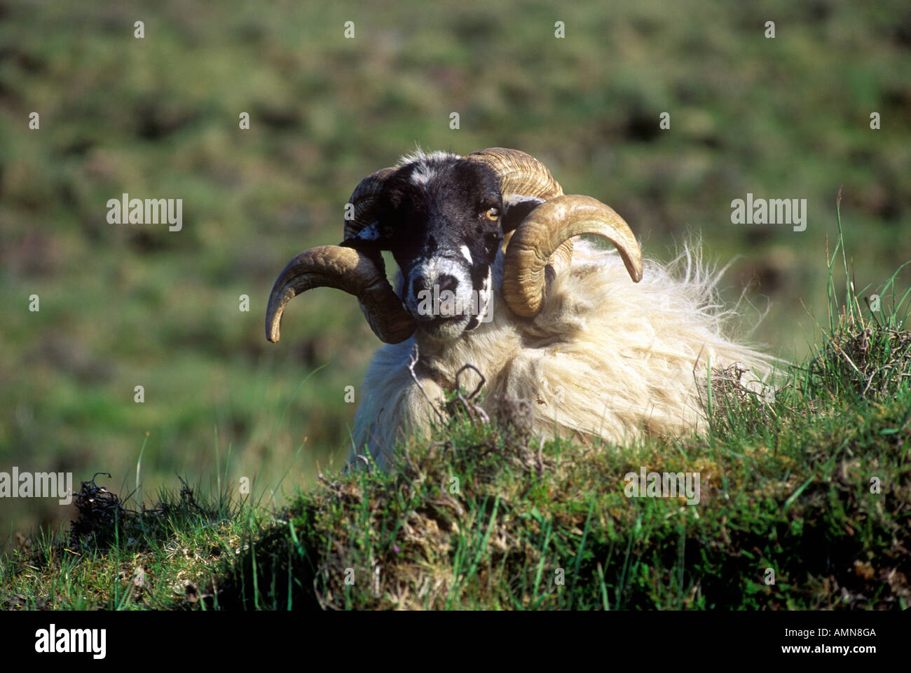 Curly Horned High Resolution Stock Photography and Images - Alamy