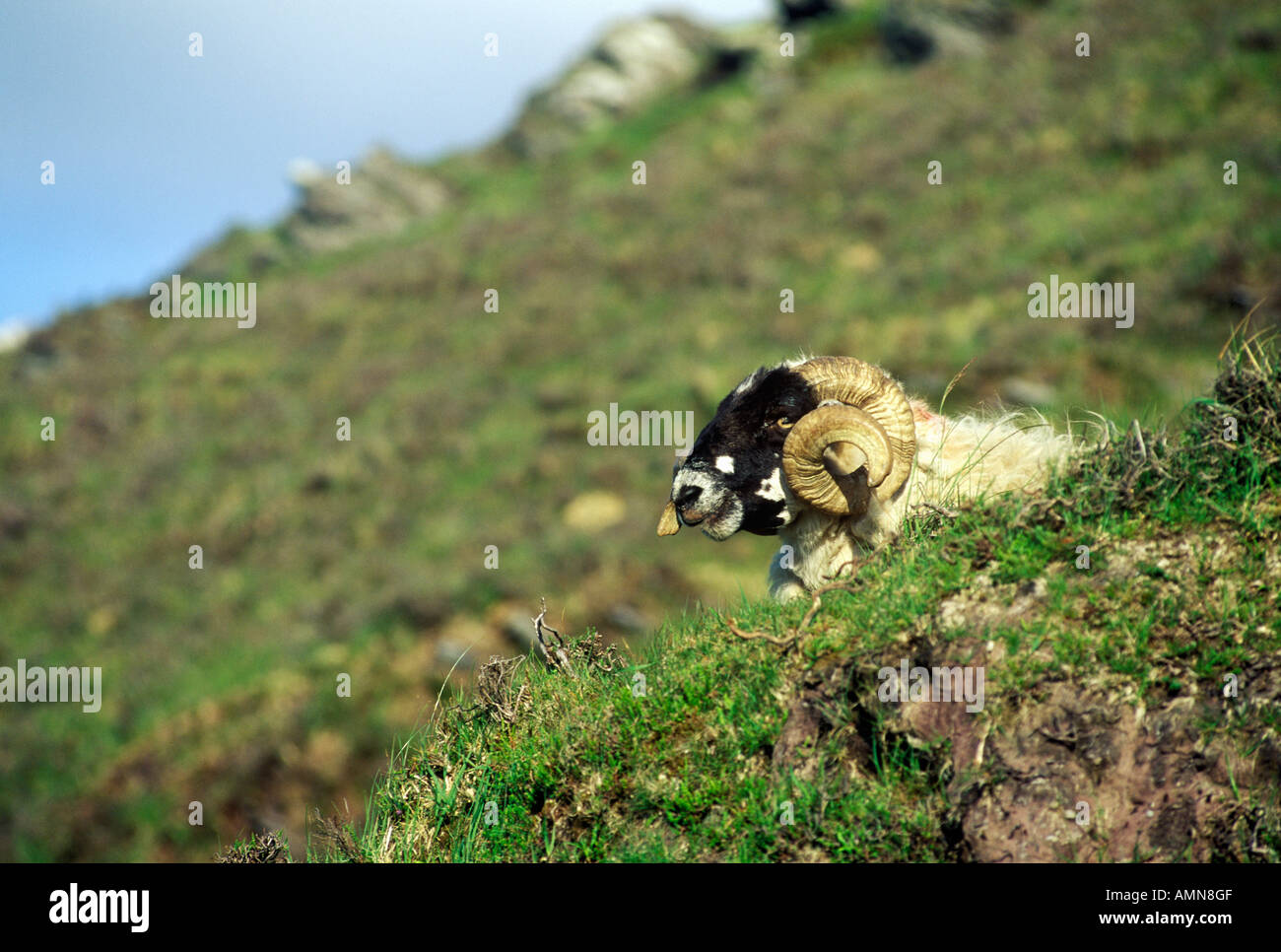 Curly horned hi-res stock photography and images - Alamy