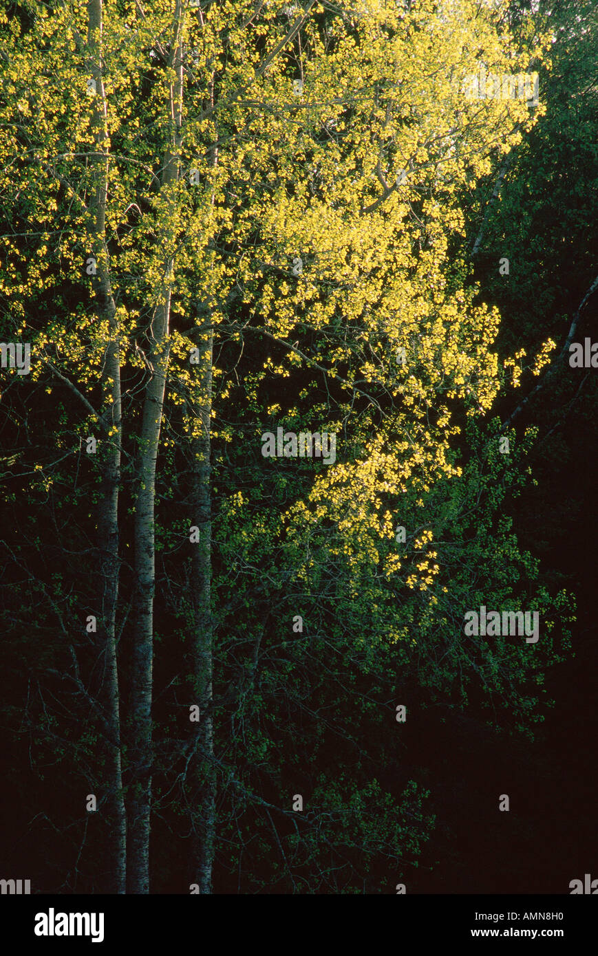 Birch Trees in Spring, New Brunswick, Canada Stock Photo - Alamy