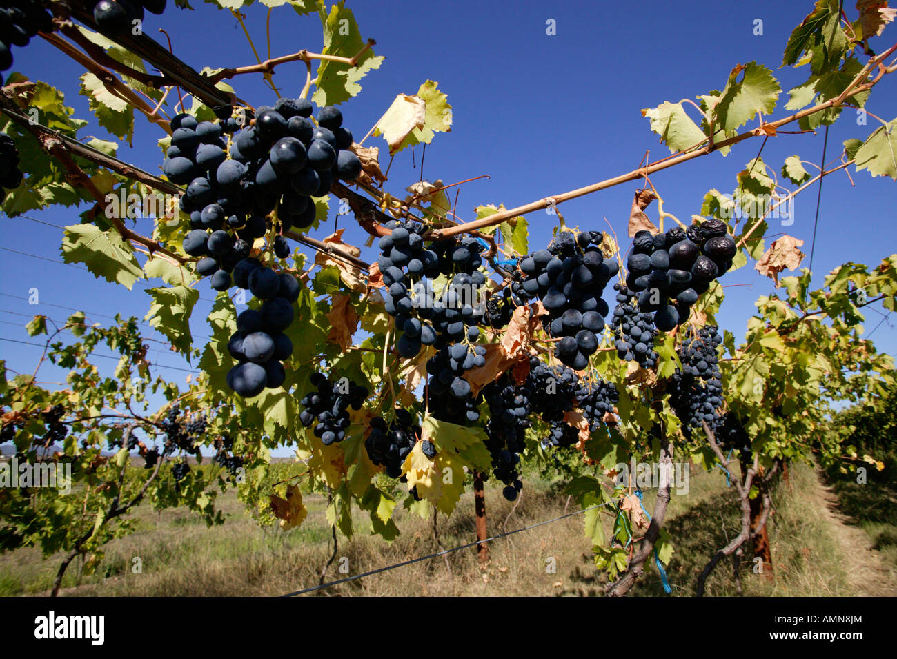 Hanging grapes hi-res stock photography and images - Alamy