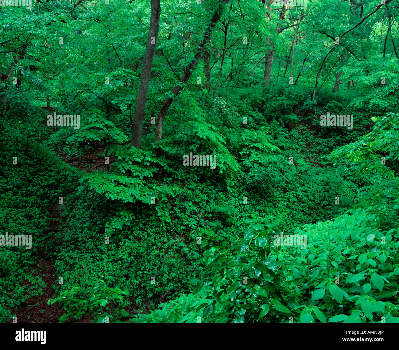 wooded gully, Stone State Park, Iowa USA Stock Photo - Alamy