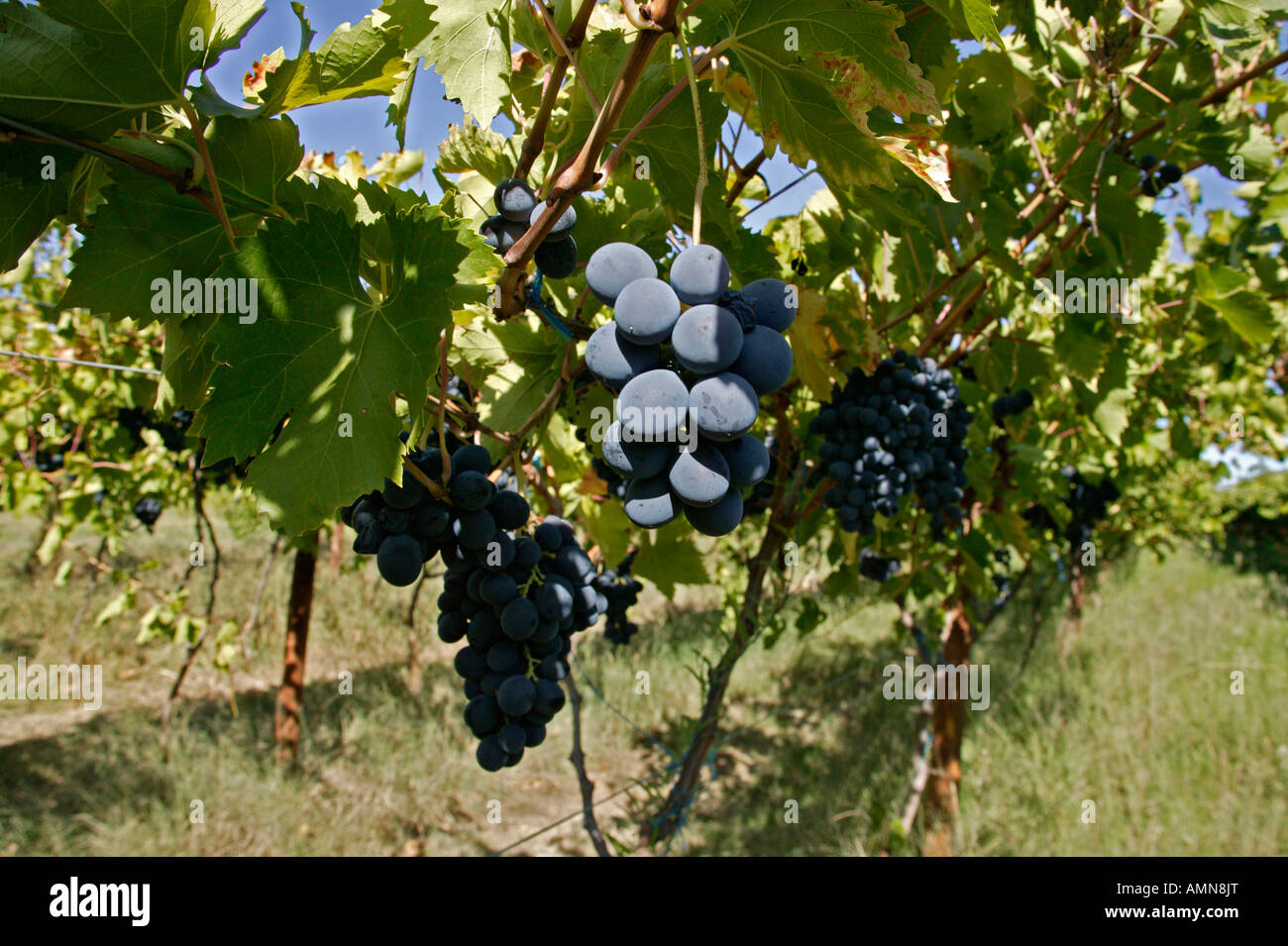 Red grapes hanging from vines in Calitzdorp Stock Photo - Alamy