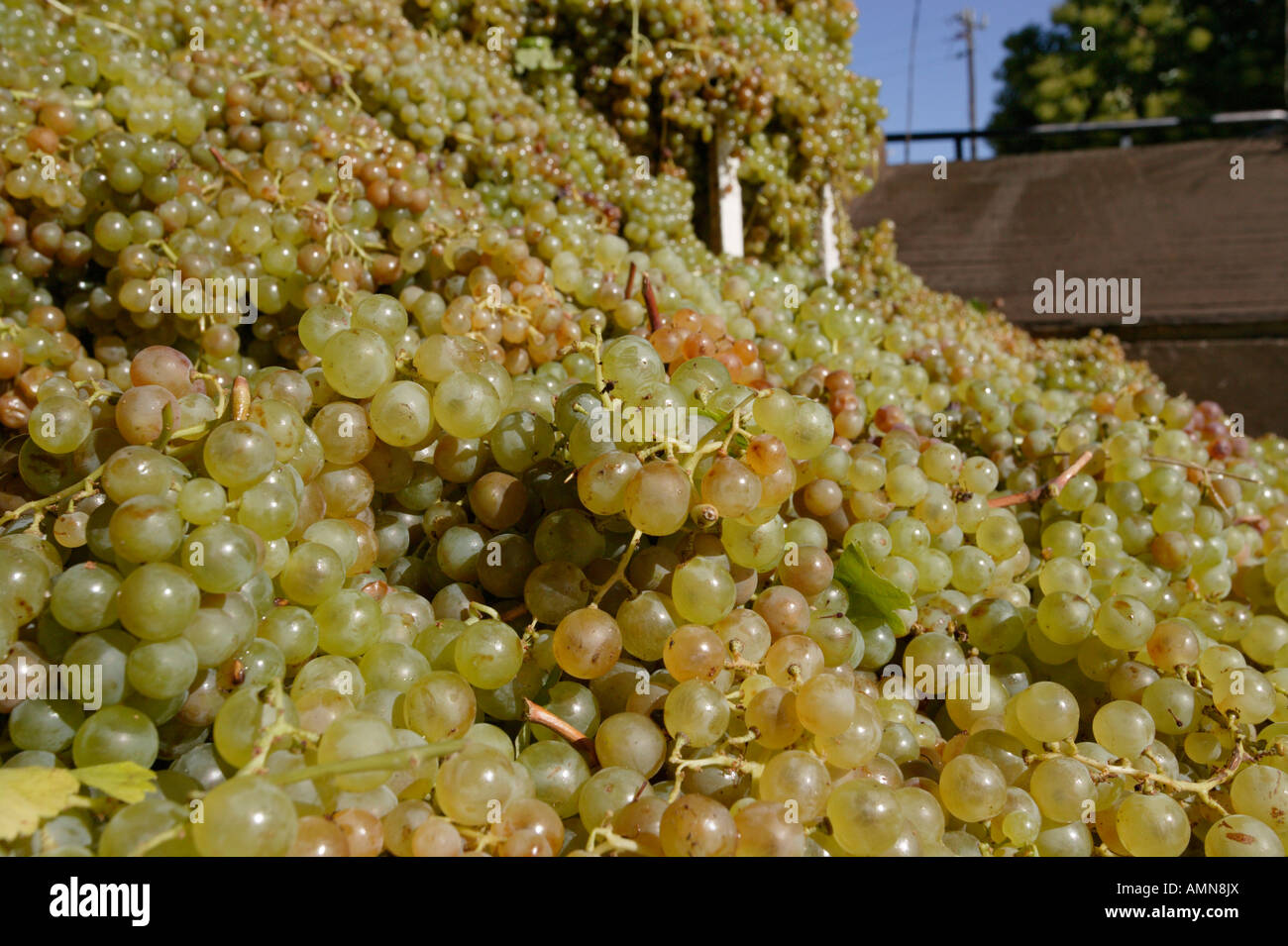 Freshly harvested white grapes ready for pressing and port production ...