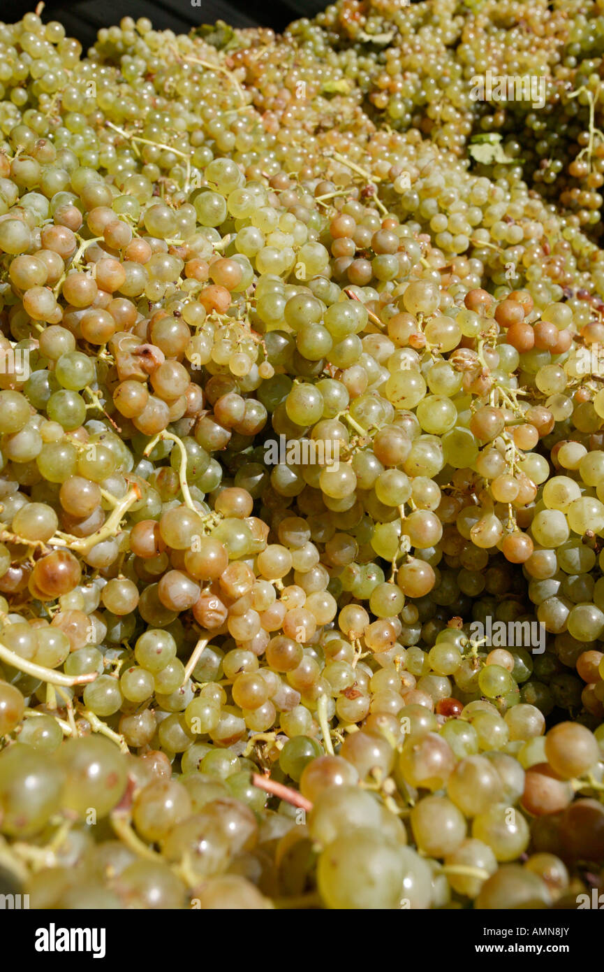 Freshly harvested white grapes ready for pressing and port production ...