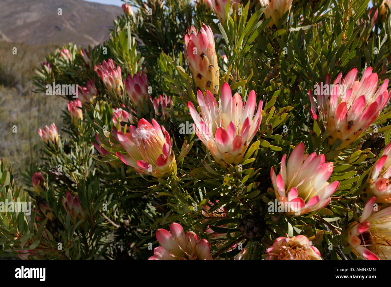 Proteas hi-res stock photography and images - Alamy