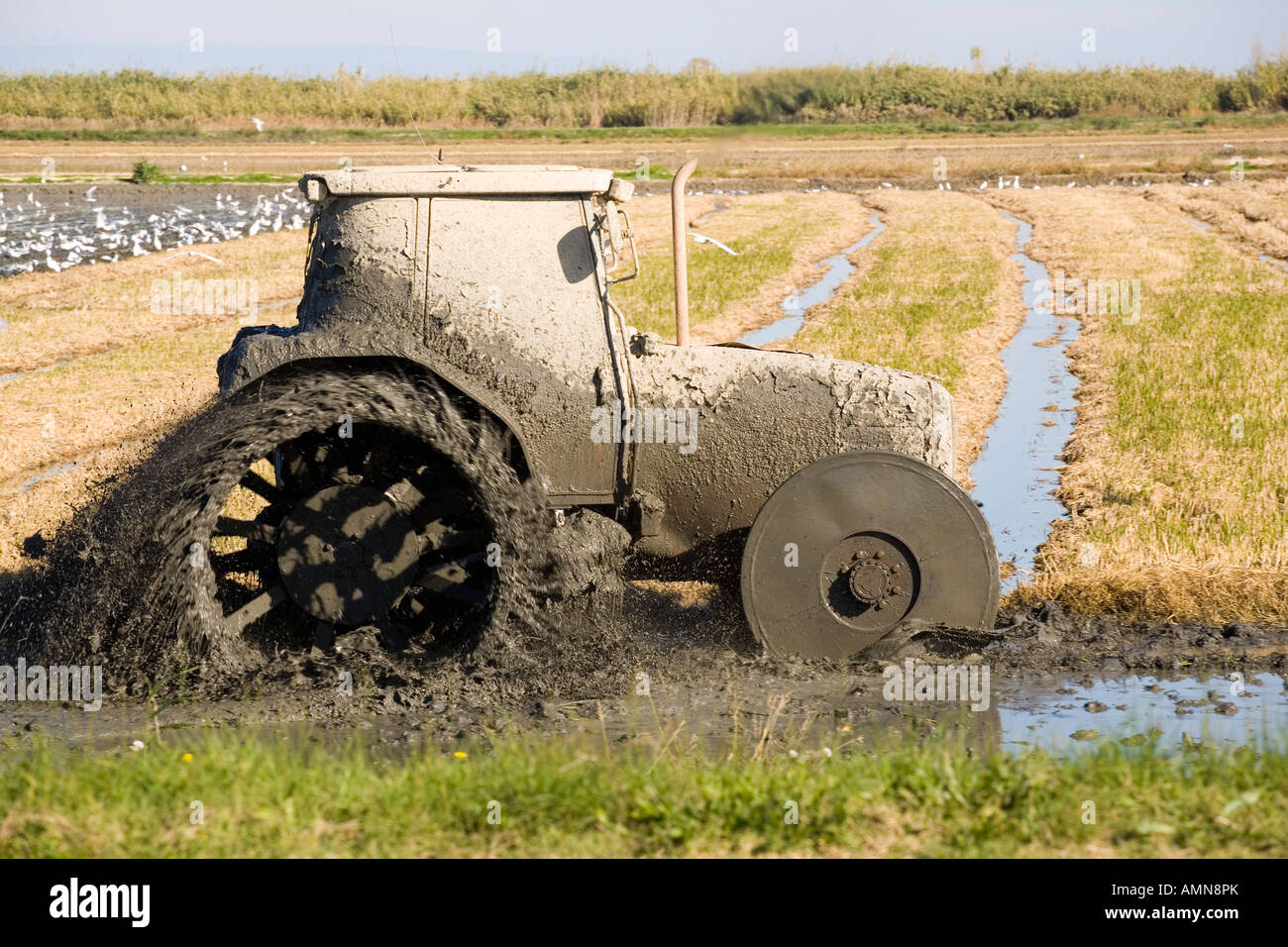 tractor on a rice field Stock Photo - Alamy