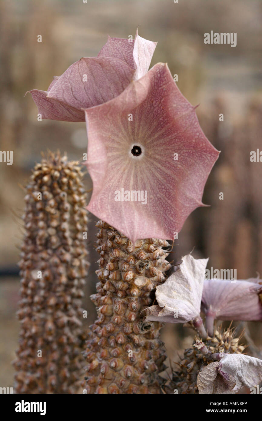 Hoodia gordonii succulent used by San Bushmen to suppress hunger Stock ...