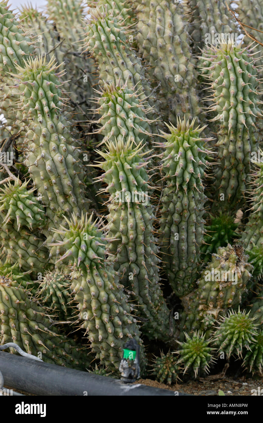 Hoodia gordonii succulent used by San Bushmen to suppress hunger Stock ...