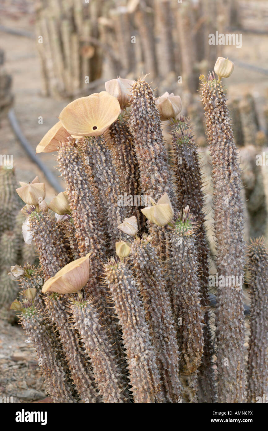 Hoodia gordonii hi-res stock photography and images - Alamy