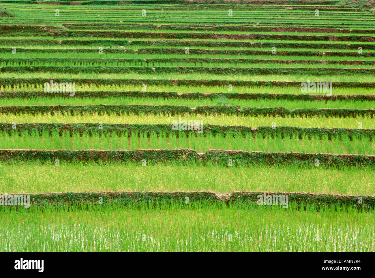 Terraced rice paddies in Kunming People s Republic of China Stock Photo ...