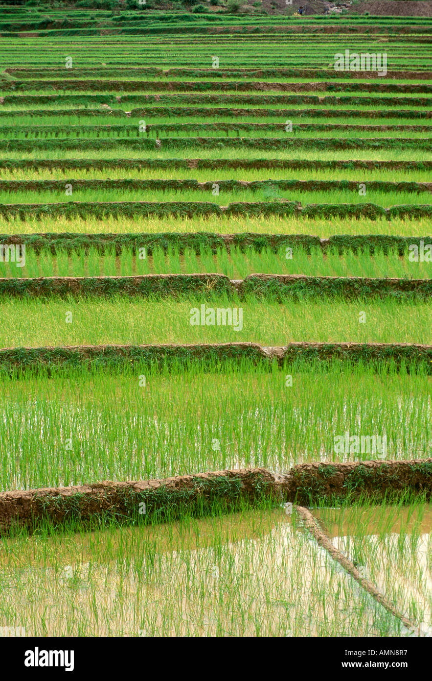 Terraced rice paddies in Kunming People s Republic of China Stock Photo ...