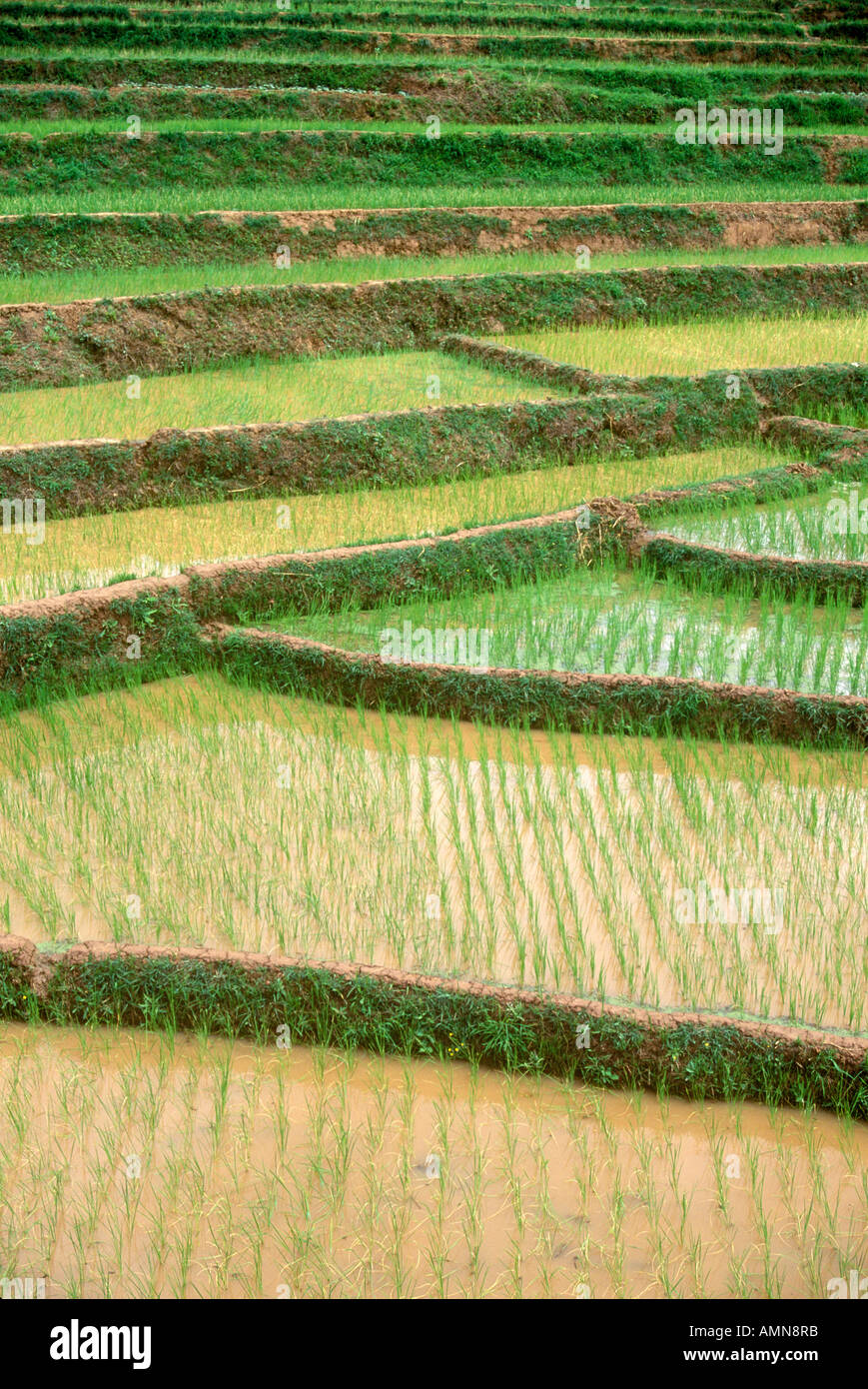 Terraced rice paddies in Kunming People s Republic of China Stock Photo ...