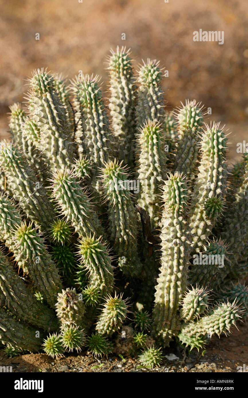 Hoodia gordonii hi-res stock photography and images - Alamy