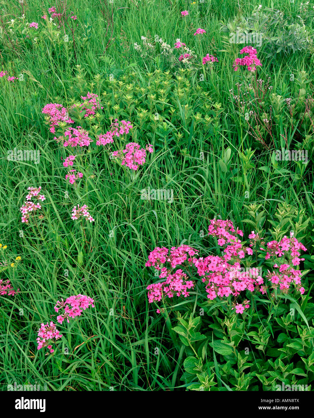 prairie phlox (Phlox pilosa) in native prairie, Dinesen Prairie State ...
