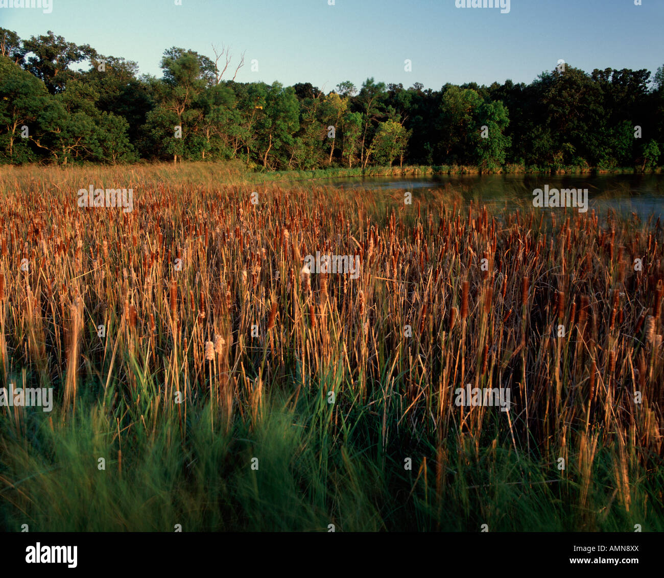 cattails in High Lake, Ingham-High Wetland Complex, Iowa USA Stock ...