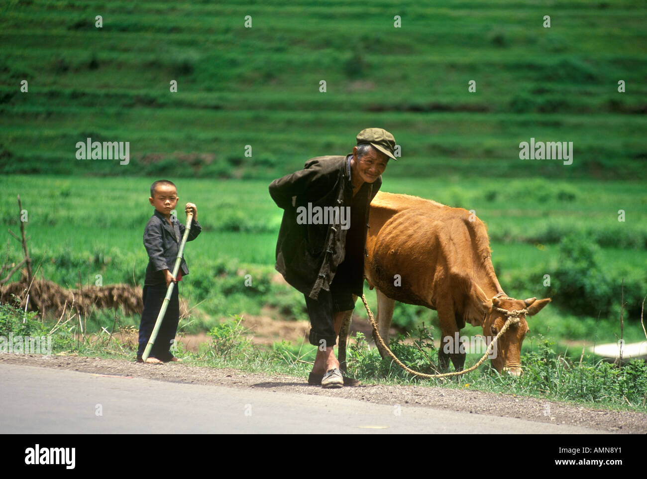 Farmer with son and cow in Kunming Yunnan Province People s Republic of ...