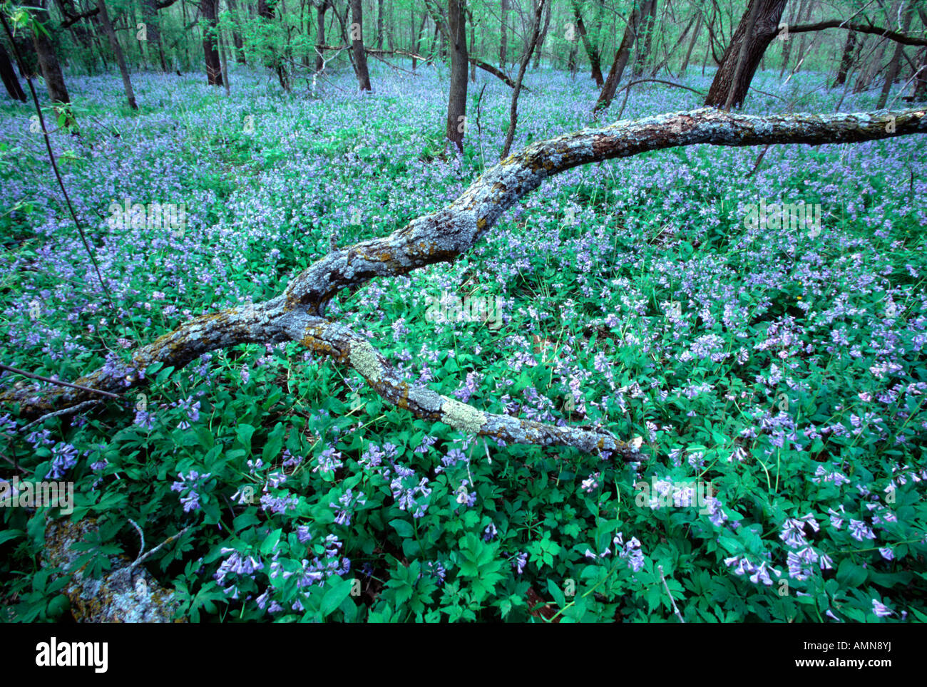 Virginia bluebells (Mertensia virginica) and lichen covered tree branch ...
