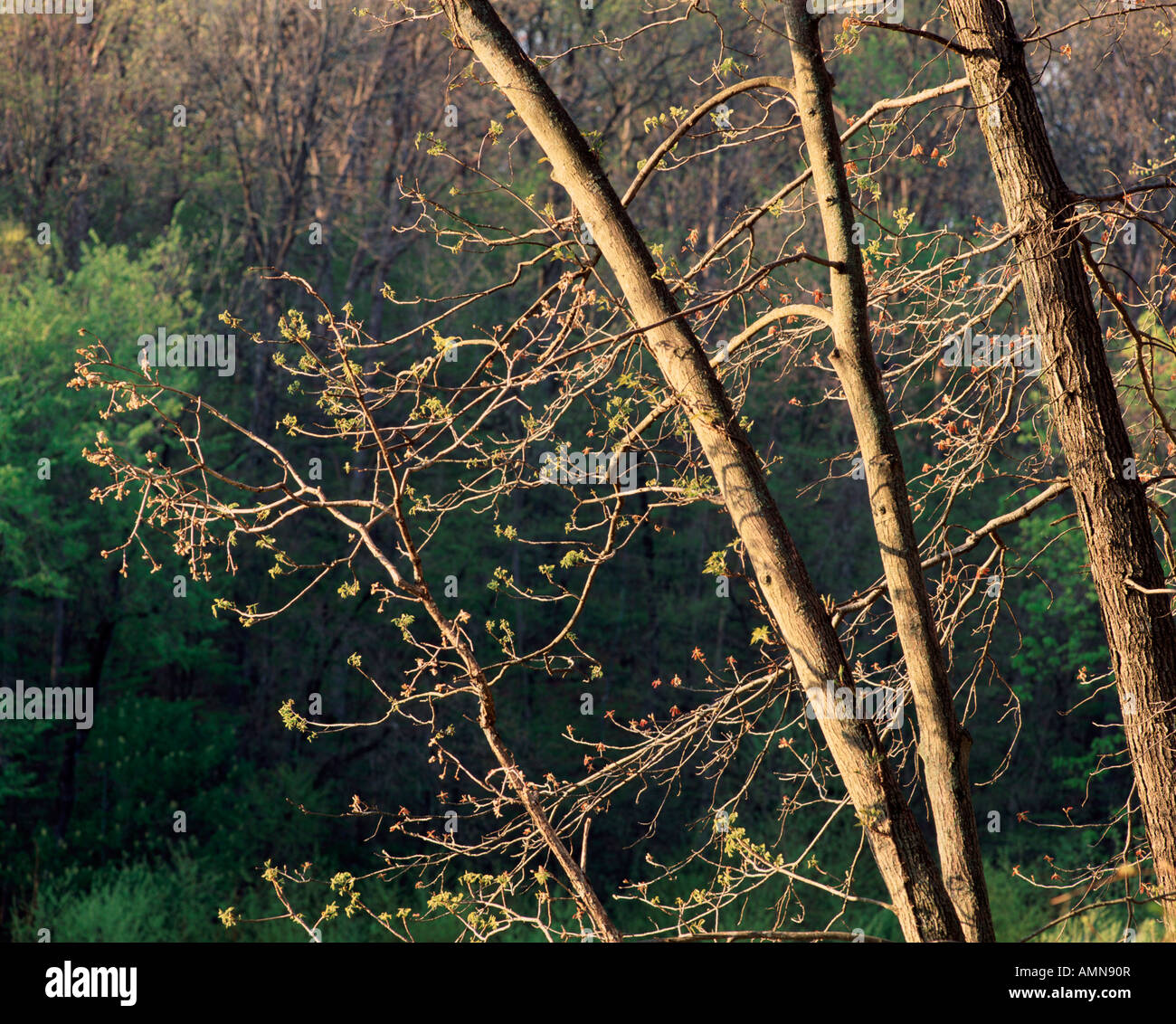 Lacey spring hi-res stock photography and images - Alamy