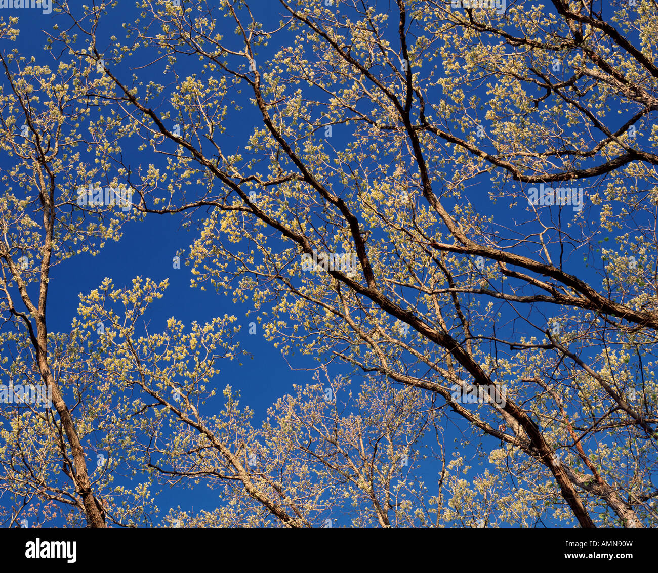 oak trees in early spring, Lacey-Keosauqua State Park, Iowa USA Stock ...