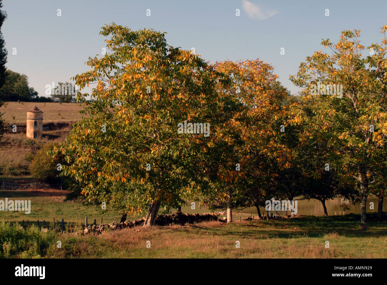 Walnut trees Molieres France Stock Photo - Alamy