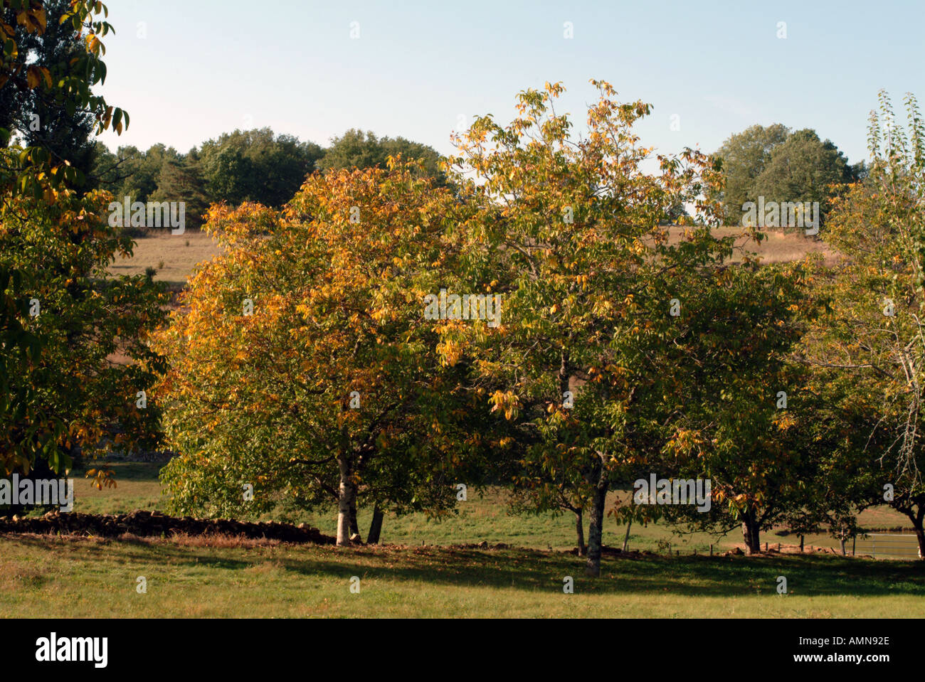 Walnut trees Molieres Dordogne France Stock Photo - Alamy