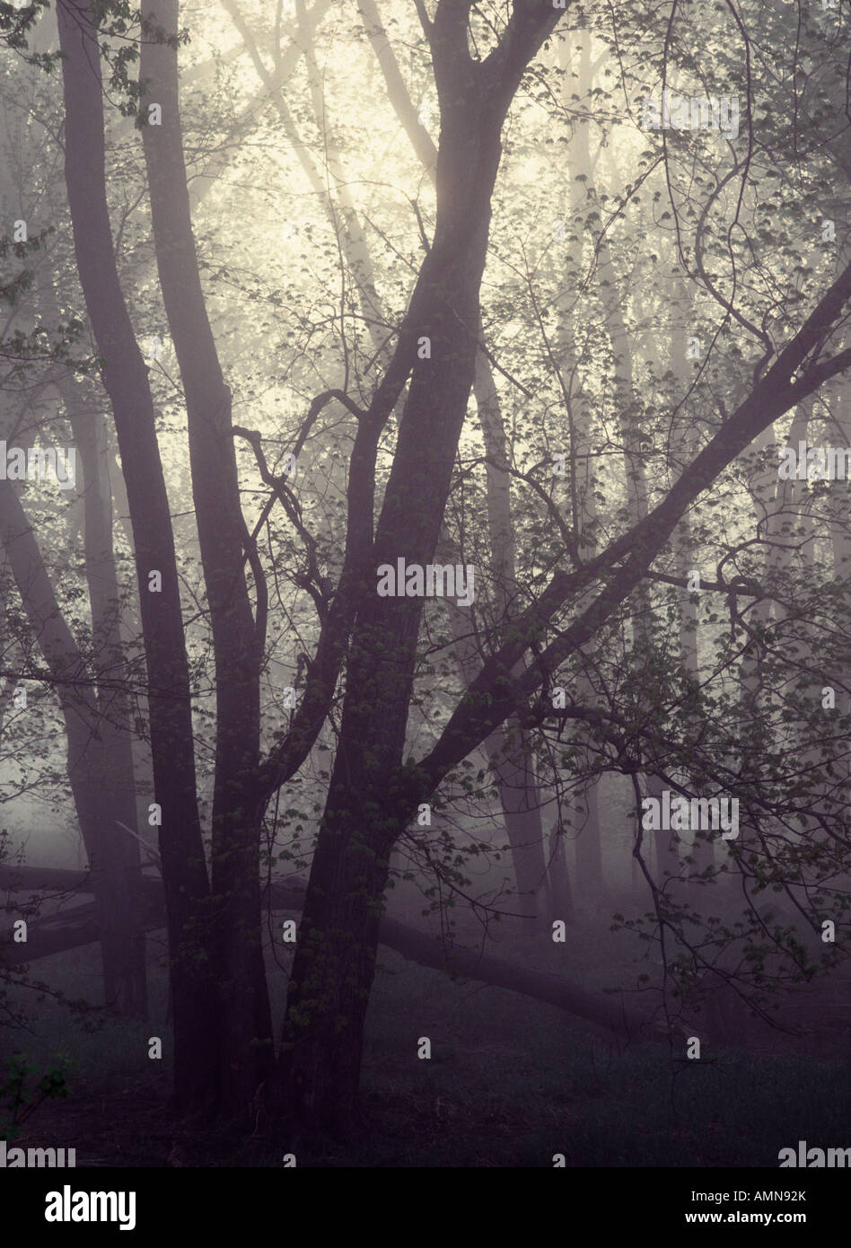 Silver maple trees hi-res stock photography and images - Alamy