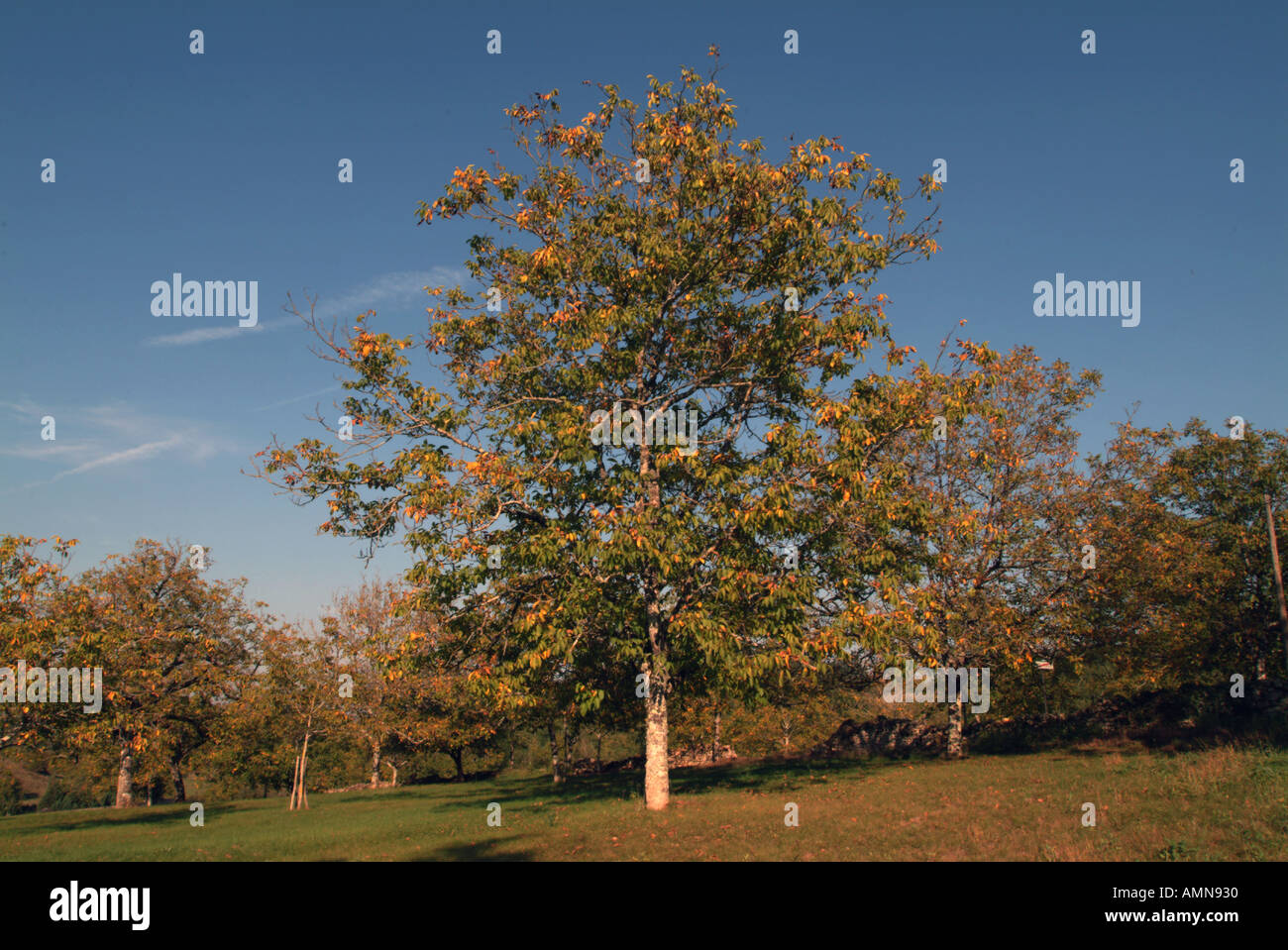 Walnut trees Moliere Dordogne France Stock Photo - Alamy