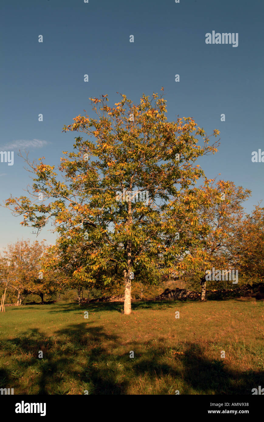 Walnut trees Molieres Dordogne France Stock Photo - Alamy