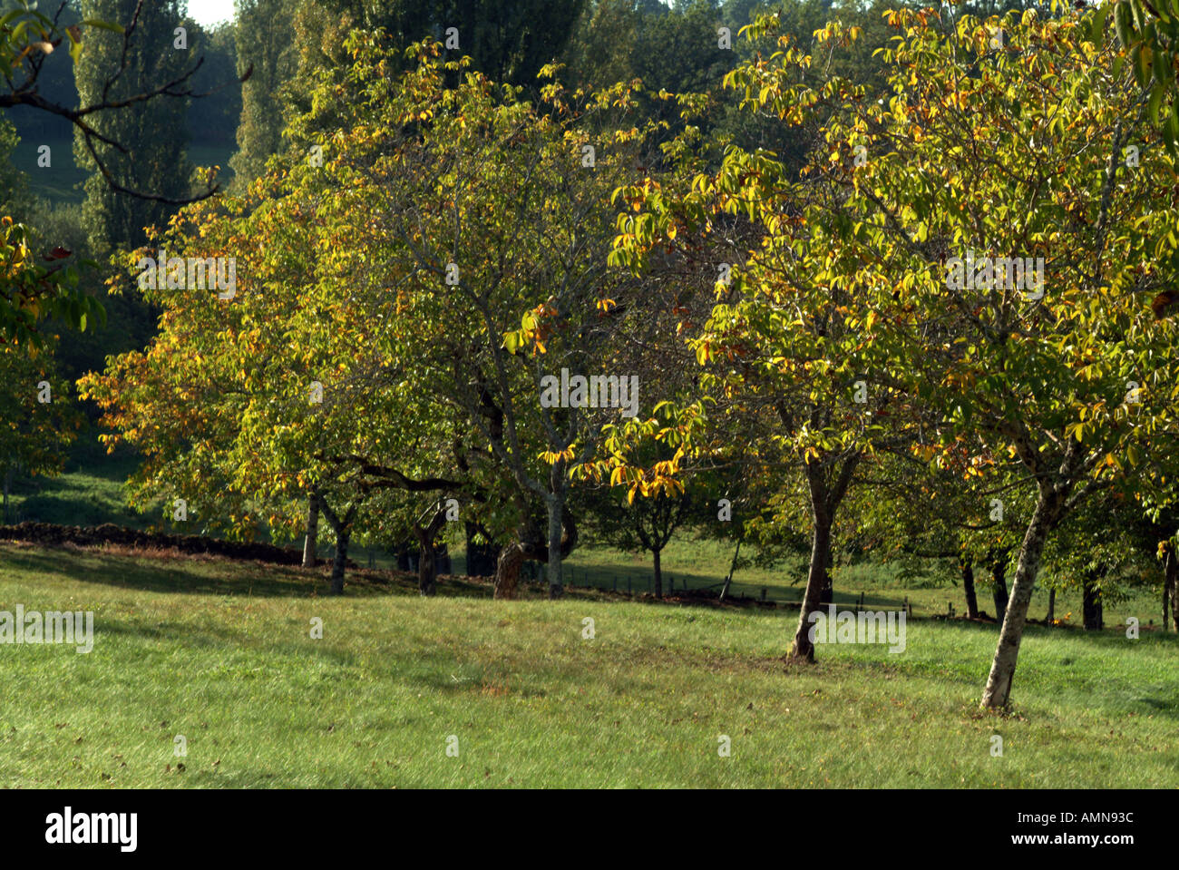 Walnut trees Molieres Dordogne France Stock Photo - Alamy