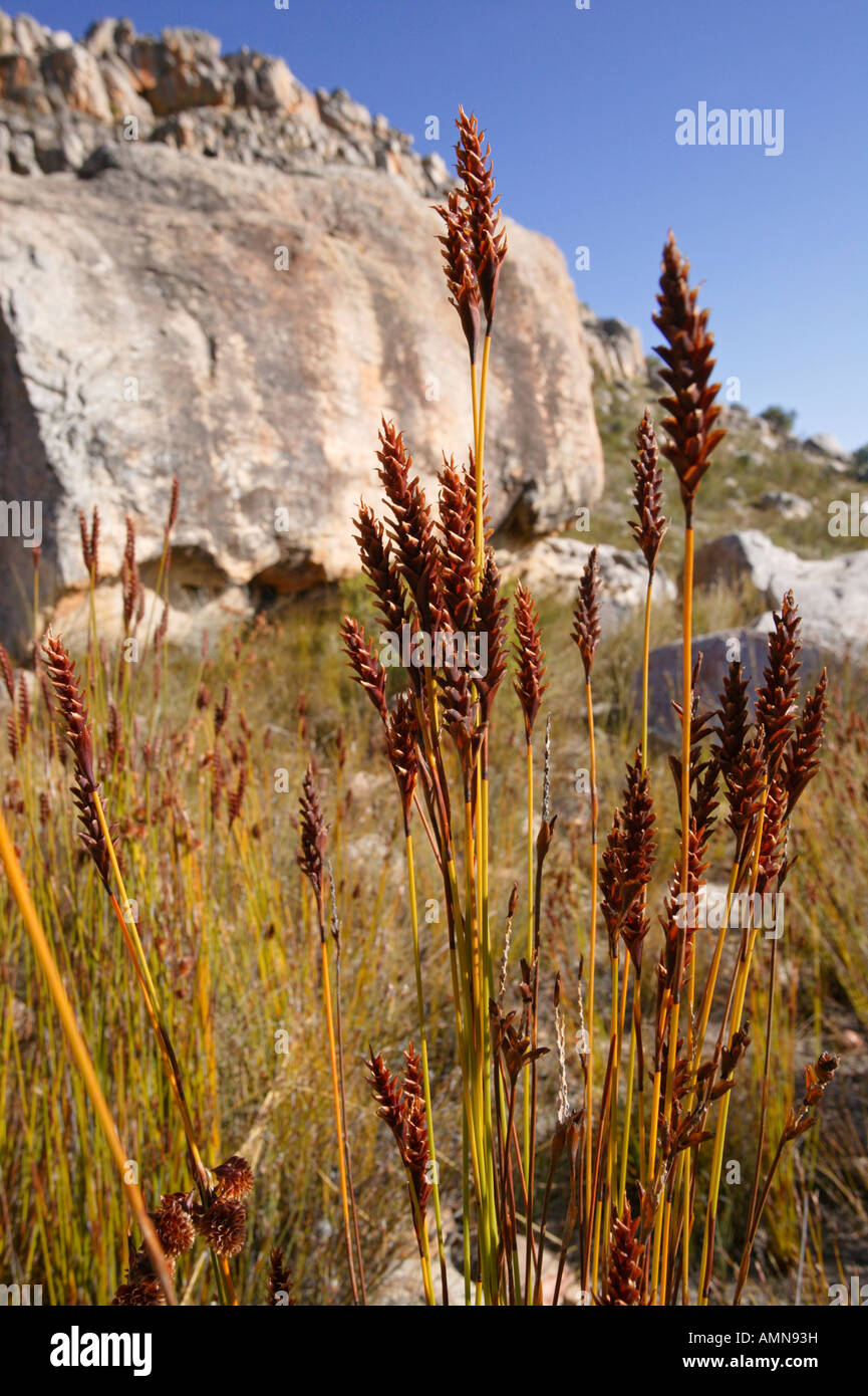 Restionaceae hi-res stock photography and images - Alamy