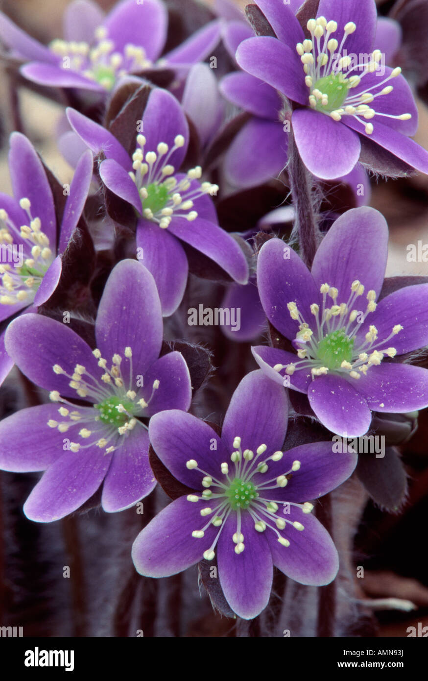 round-lobed hepatica (Hepatica americana), Tri-county Wildlife Area ...