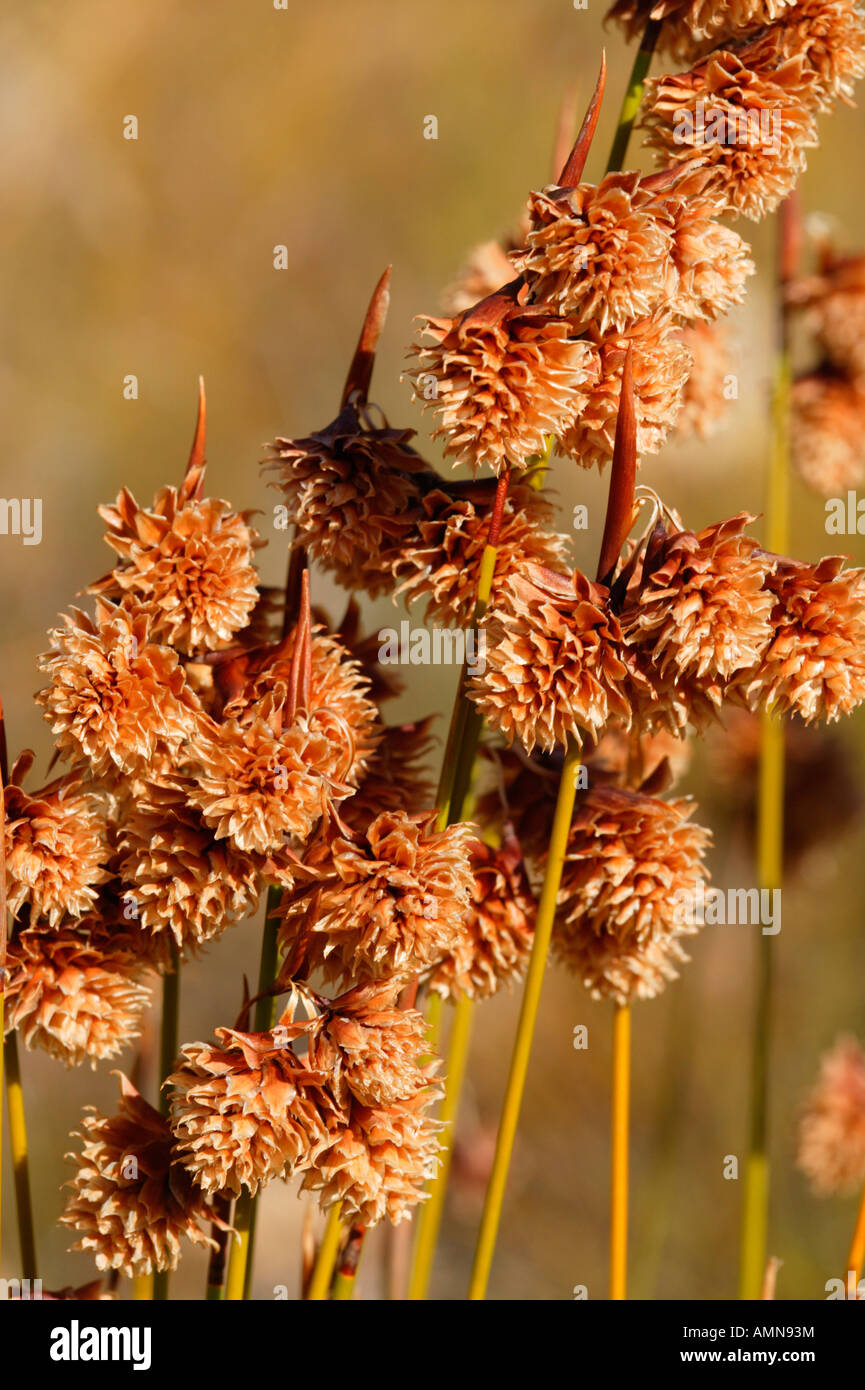 Restio hi-res stock photography and images - Alamy